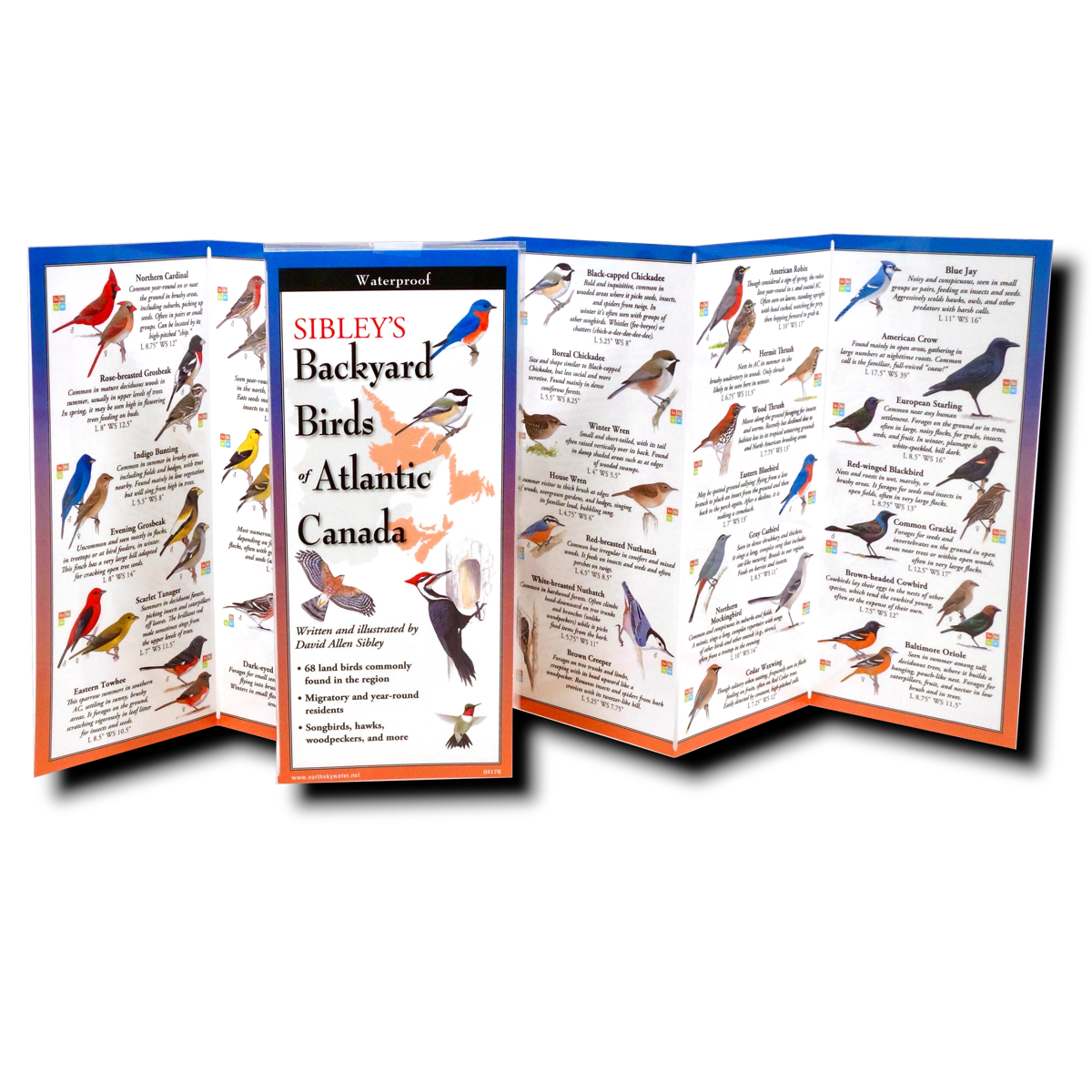Sibley's Backyard Birds of Atlantic Canada (Folding Guide) - David Sib ...